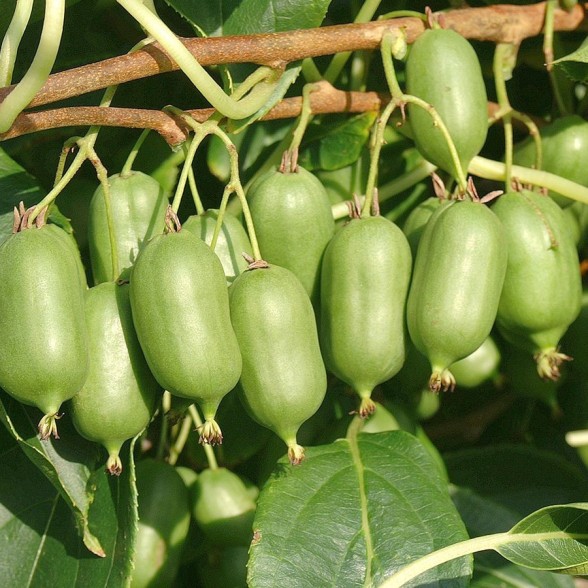 E-veikals | Plants4you